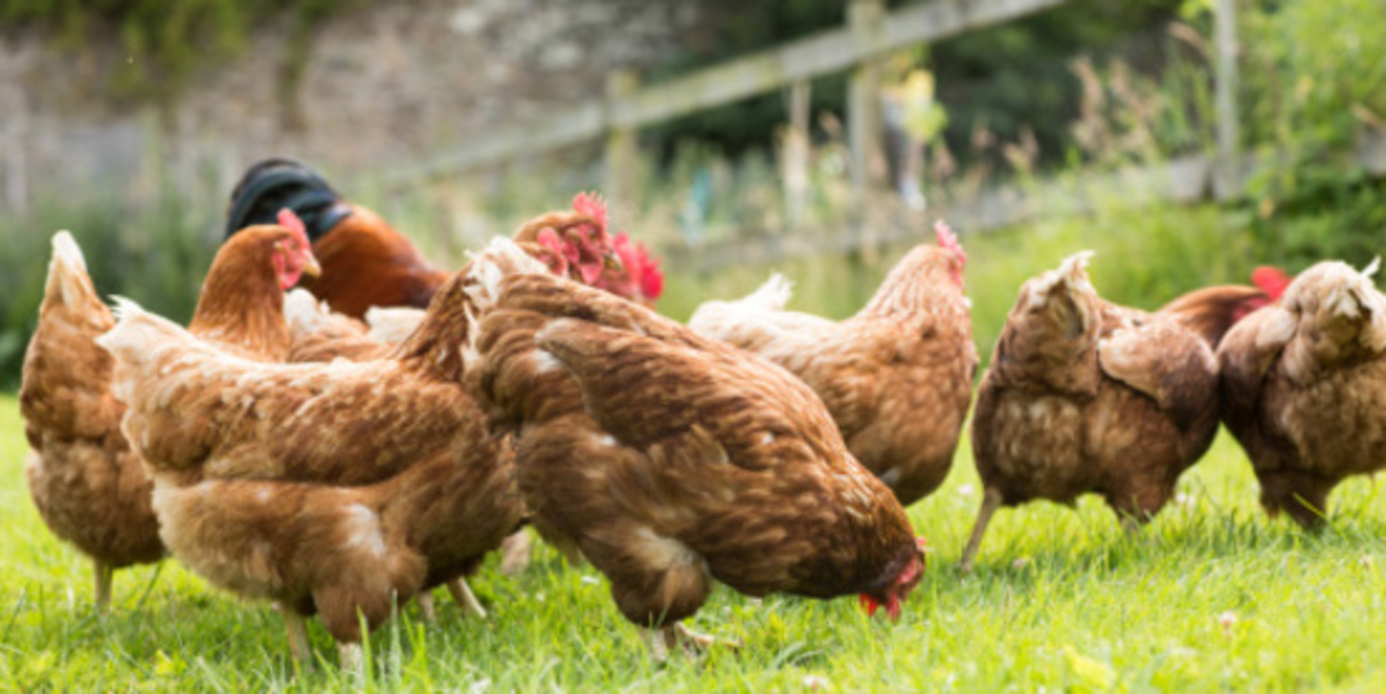 Chickens roaming free – Tompkins Weekly