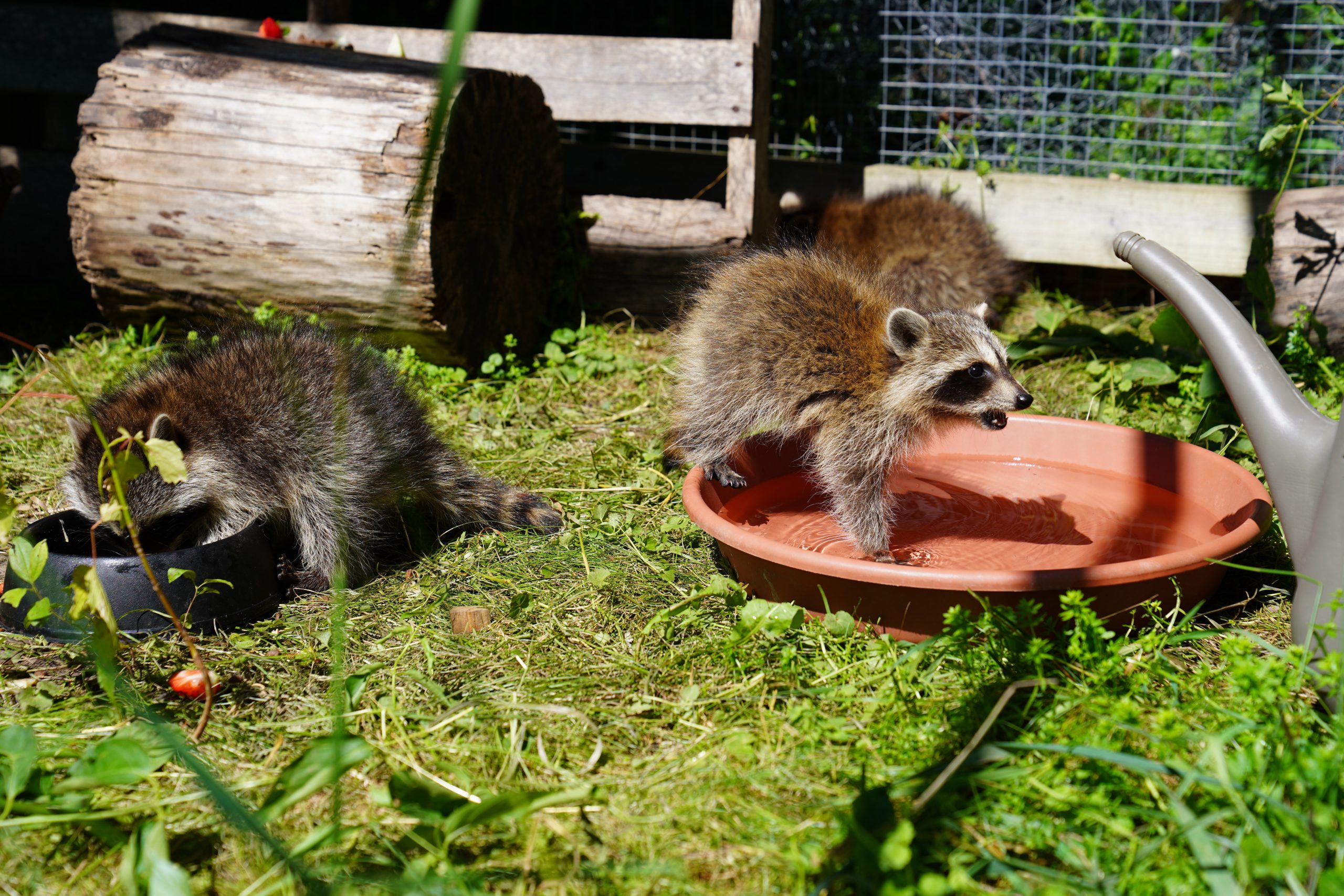 FISH by Bill, a so-fish-ticated taxidermy shop – Tompkins Weekly