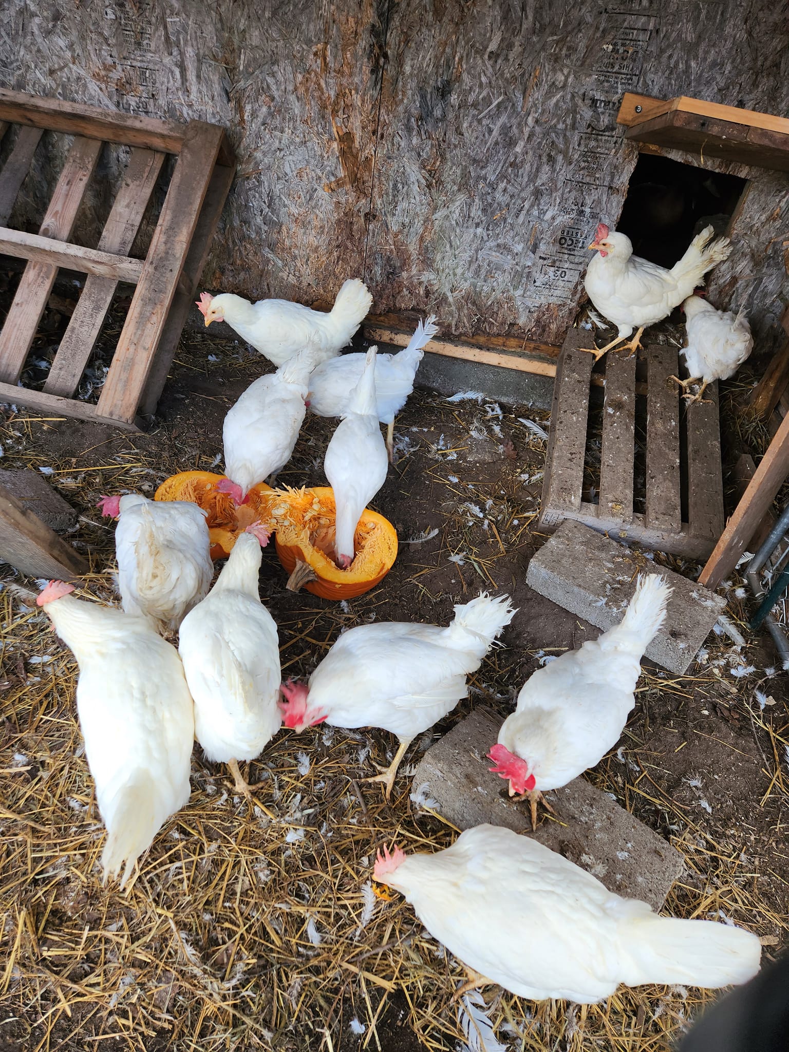 Local farm project: Cooper's Coop and Homestead launches – Tompkins Weekly