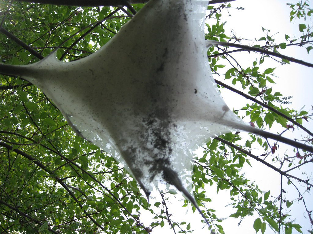 What to do before before spongy moths damage your trees irreplaceably ...