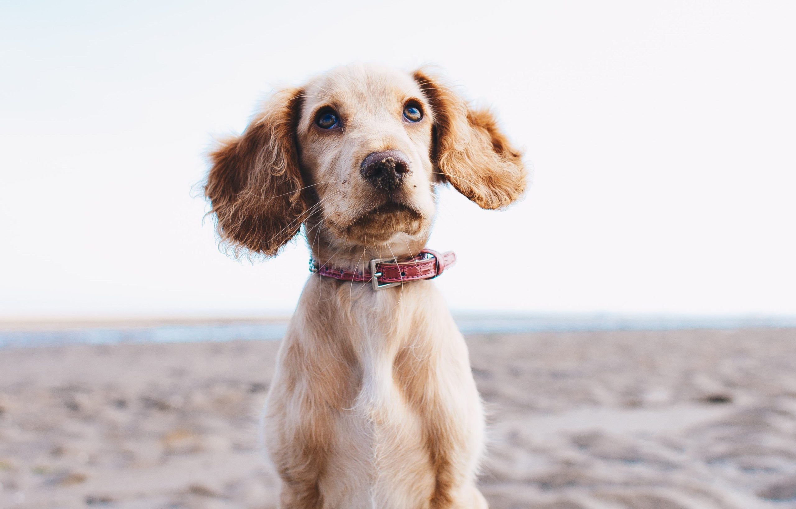 How to avoid being bitten by a dog, and what to do if one bites you ...