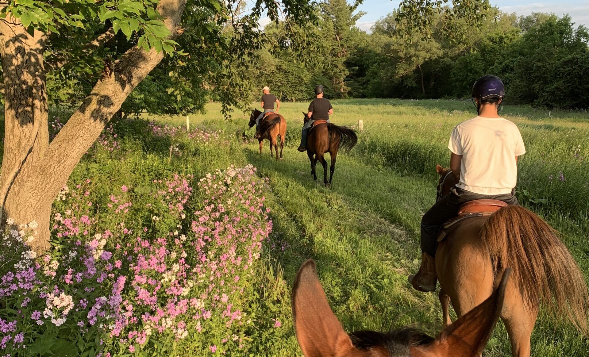 William George Agency in Dryden receives accreditation for equine ...