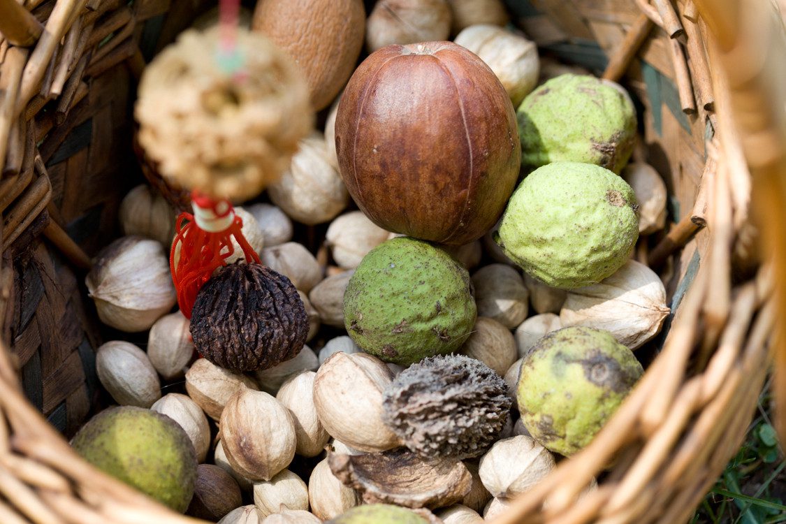Nut Tree Walk at Cornell Arboretum – Tompkins Weekly